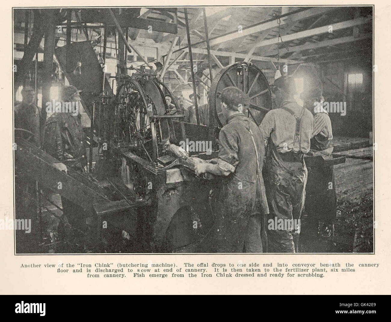 This image provides another view of the 'Iron Chink,' a mechanical ...