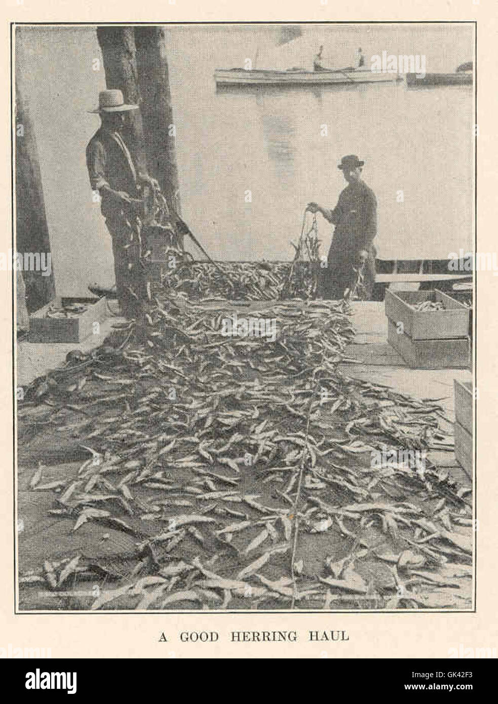 A large and successful catch of herring, a valuable fish species in ...
