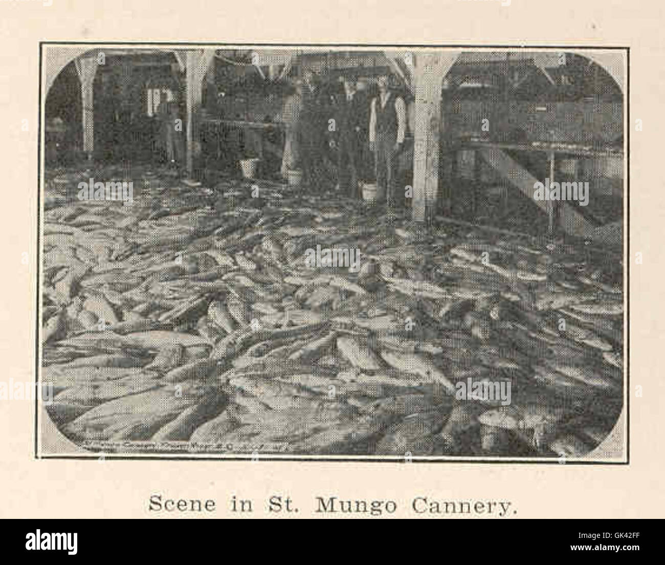 A scene inside the St Mungo Cannery, showcasing the processing of ...