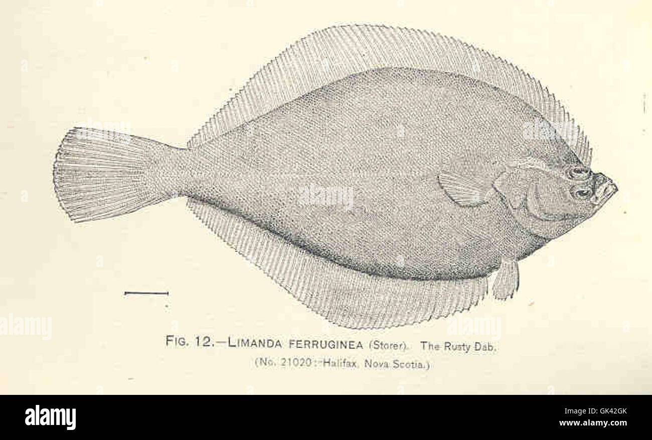 Flounder caught hi-res stock photography and images - Alamy