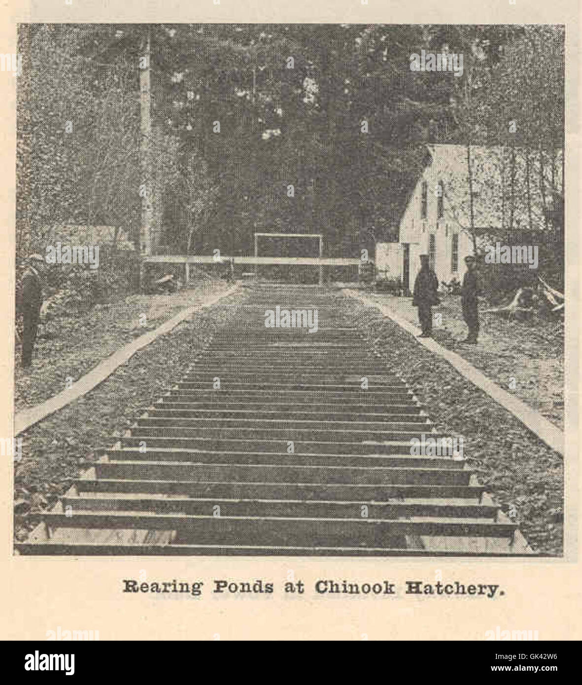 Rearing ponds at the Chinook Hatchery are used to cultivate young ...