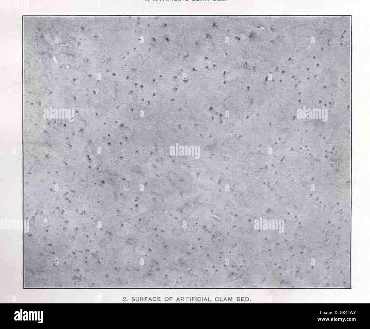 33721 Surface of Artificial Clam Bed Stock Photo - Alamy
