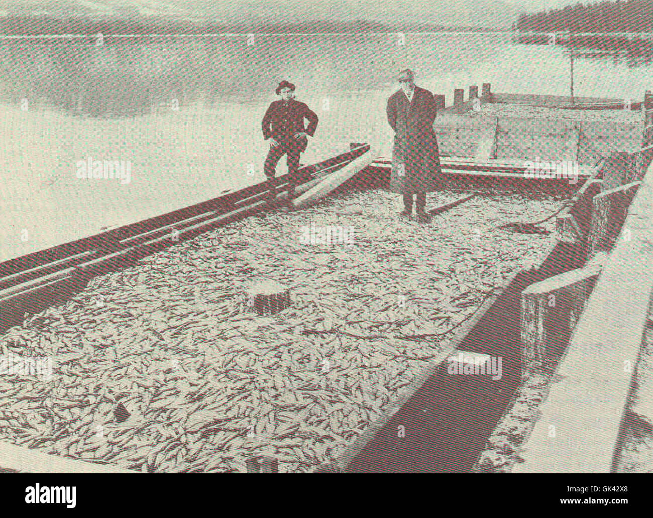 A scowload of 410,000 Alaska herring is shown at Hetchikan Dock, with C ...