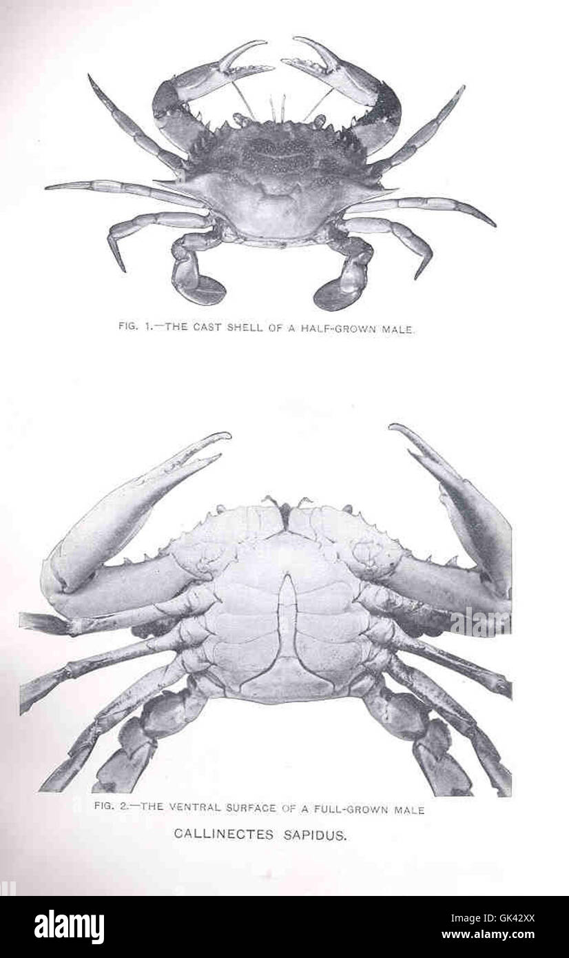 Callinectes sapidus, also known as the blue crab, is found in the ...