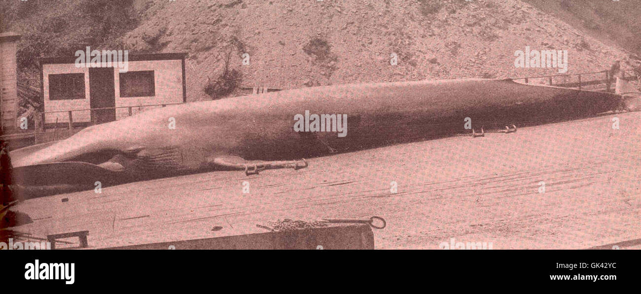 Flensing hi-res stock photography and images - Alamy