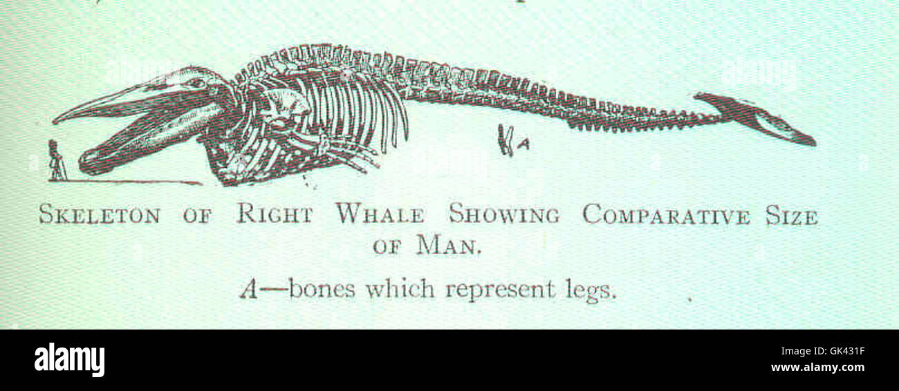 44645 Skeleton of Right Whale Showing Comparative Size of Man A--Bones ...