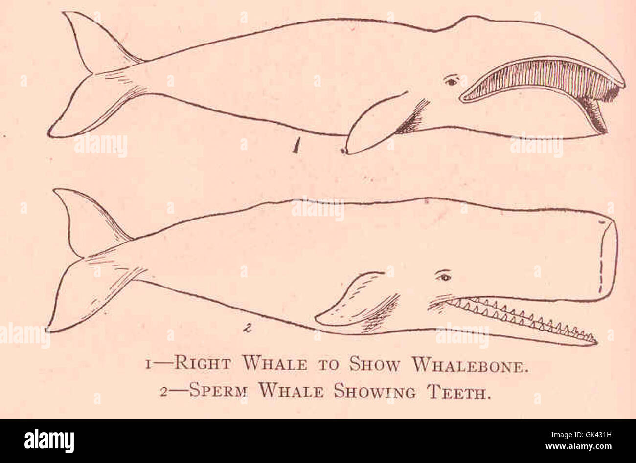 This image features a comparison of two whale species: the Right Whale ...