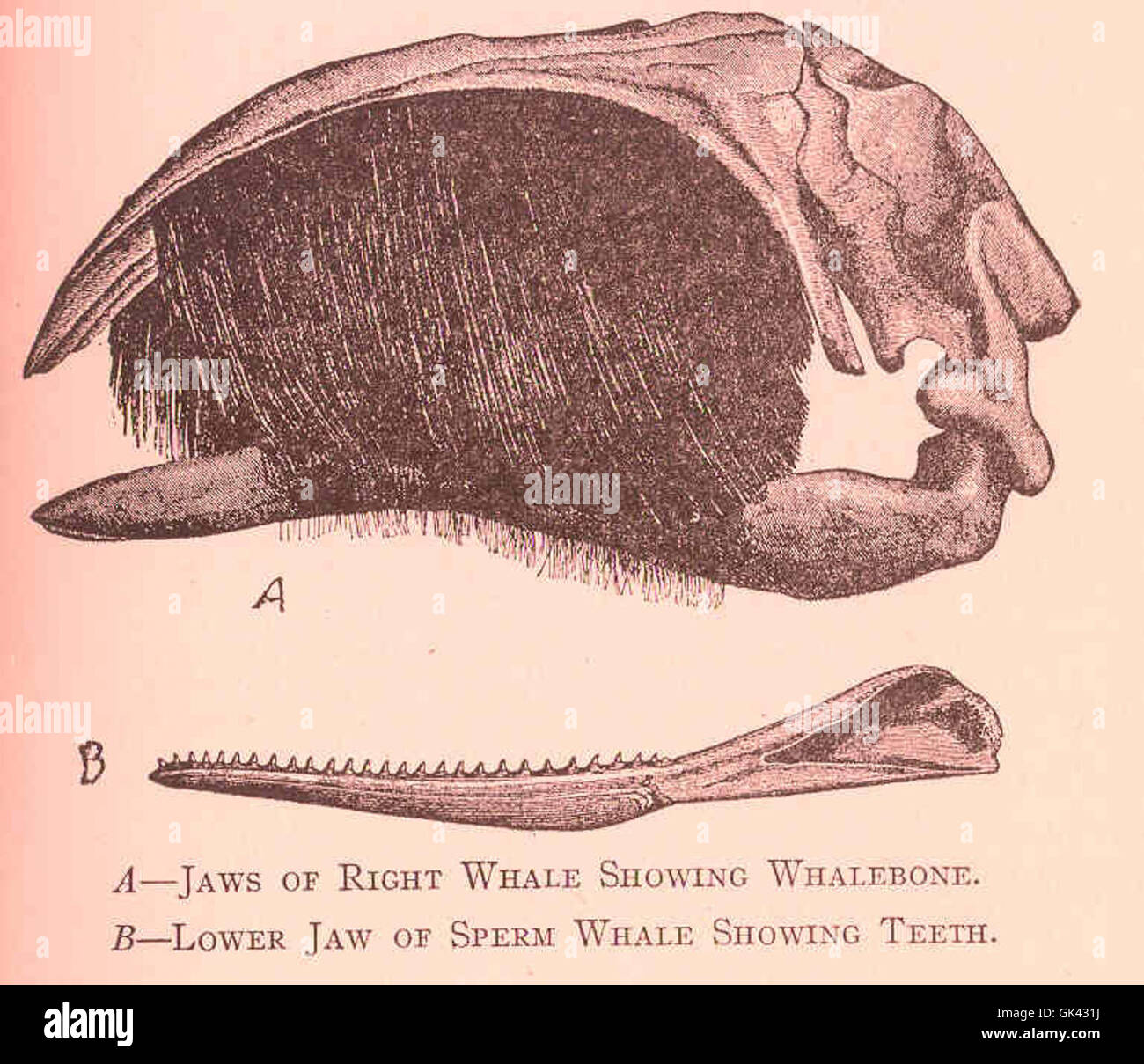 The image compares the jaws of two distinct whale species. The right ...