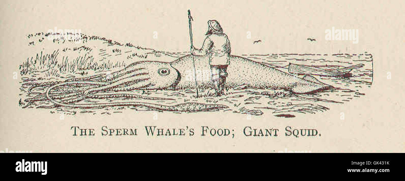 Sperm whales are known to feed on giant squid, a deep-sea species that ...