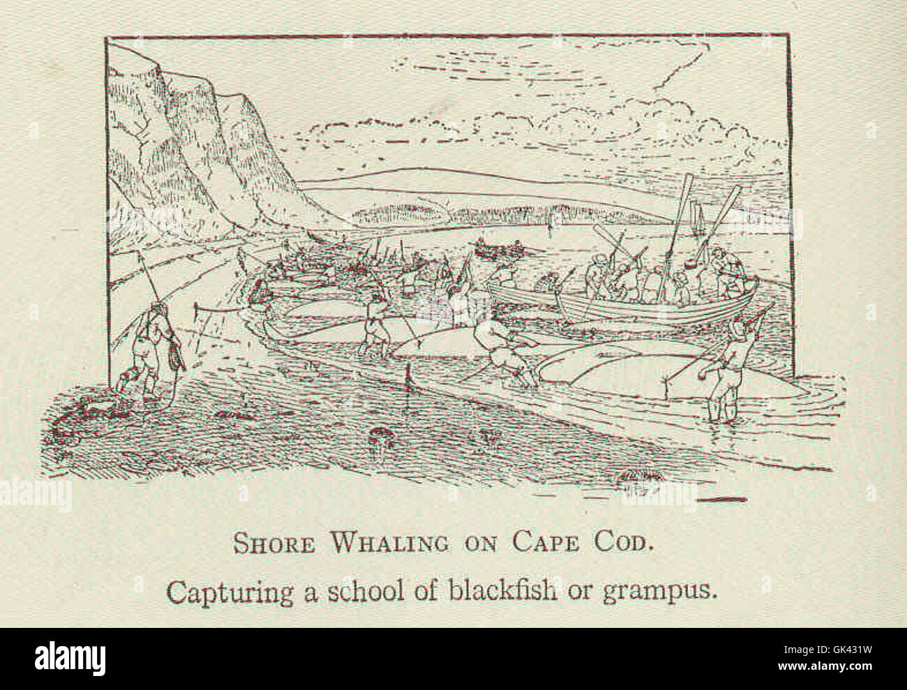 Shore whaling on Cape Cod historically involved capturing marine ...