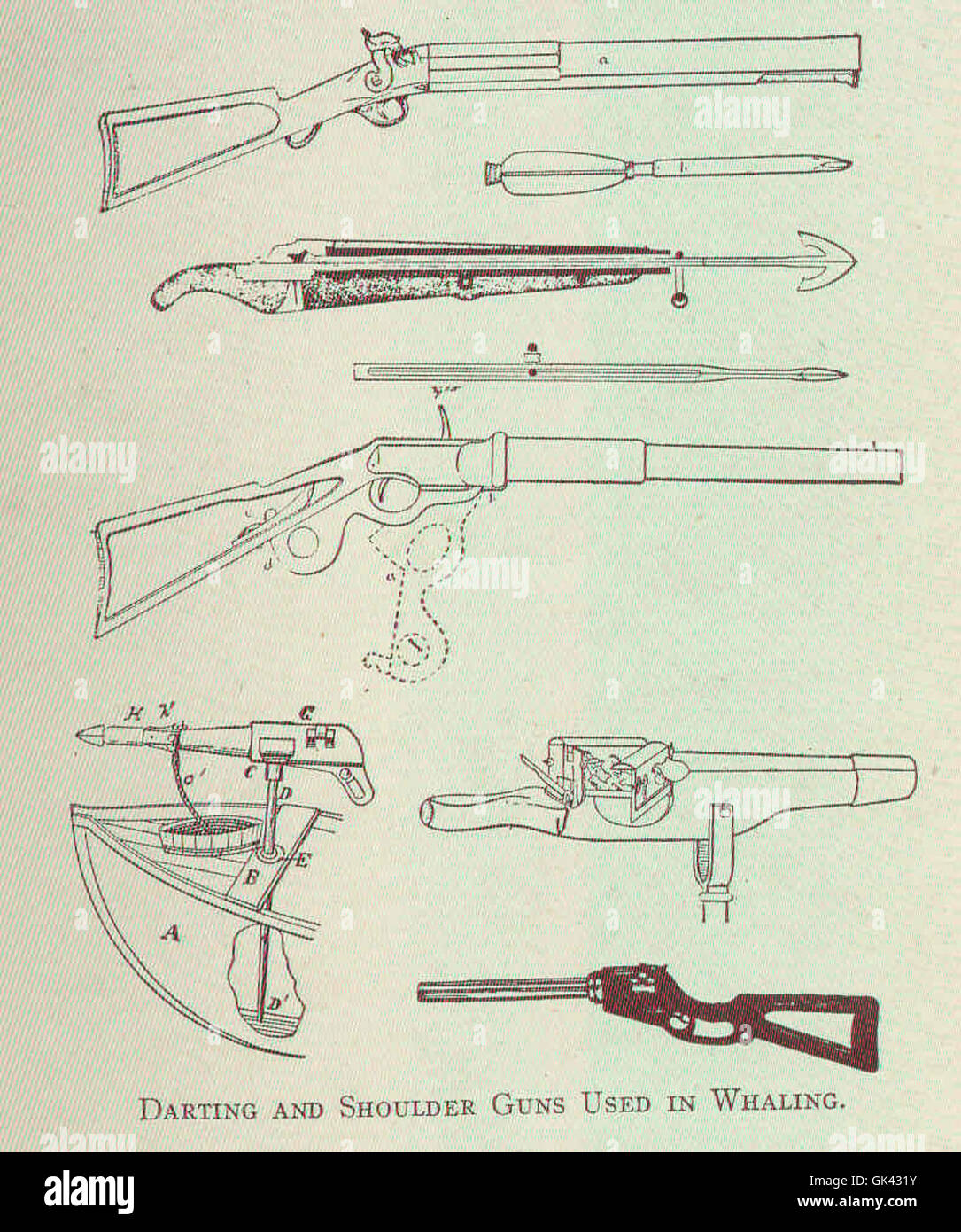 Darting and shoulder guns are employed in whaling operations to capture ...