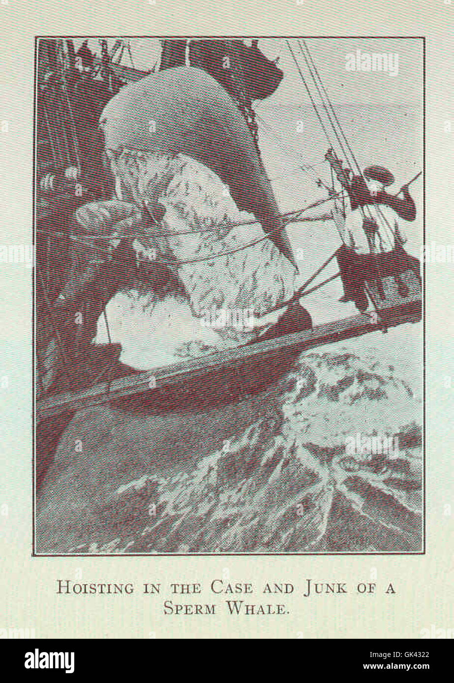 This image depicts the hoisting of a sperm whale's case and junk, parts ...