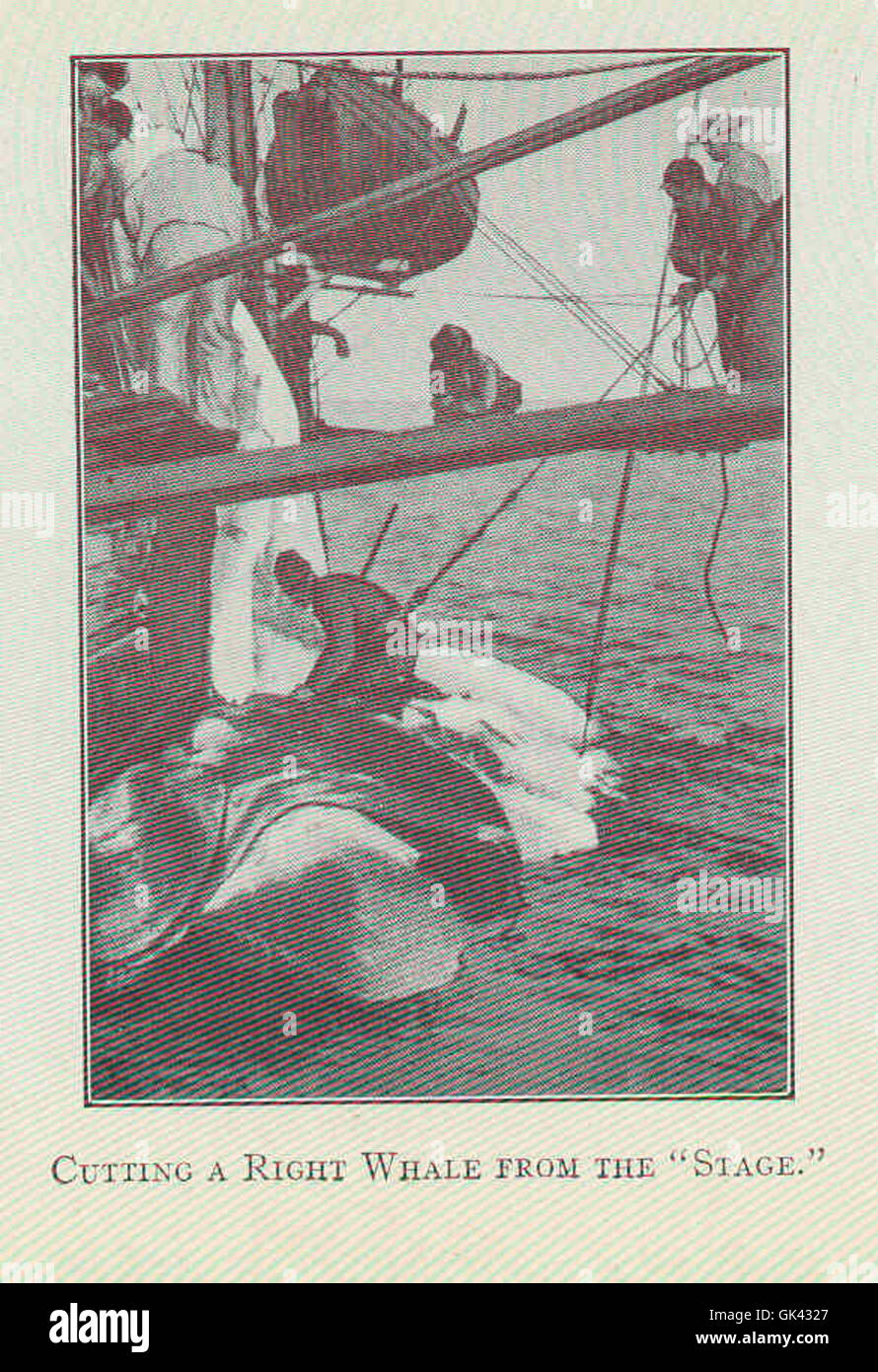 The cutting of a right whale from the 'stage' refers to the process of ...