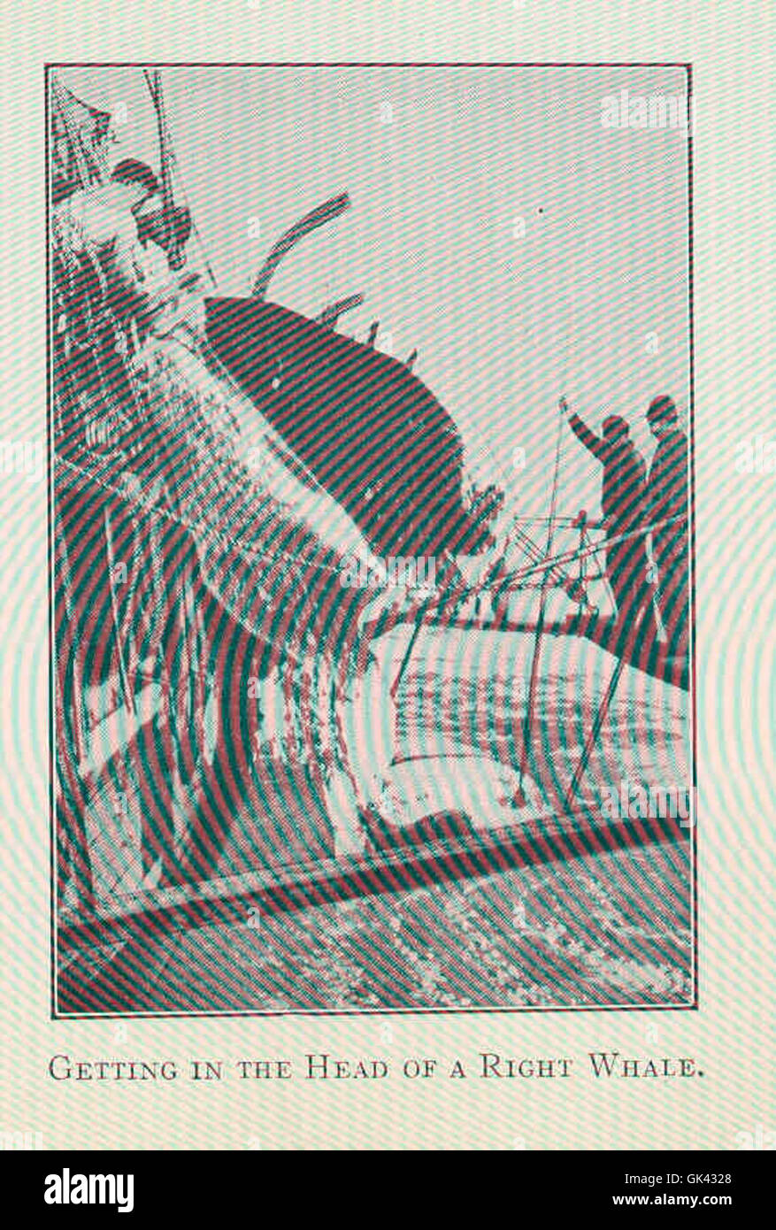 This image highlights the anatomy of a right whale, focusing on its ...