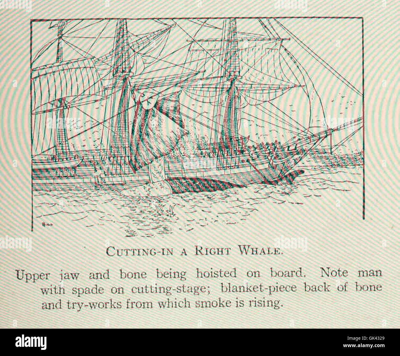 44666 Cutting-In a Right Whale Upper jaw and bone being hoisted on ...