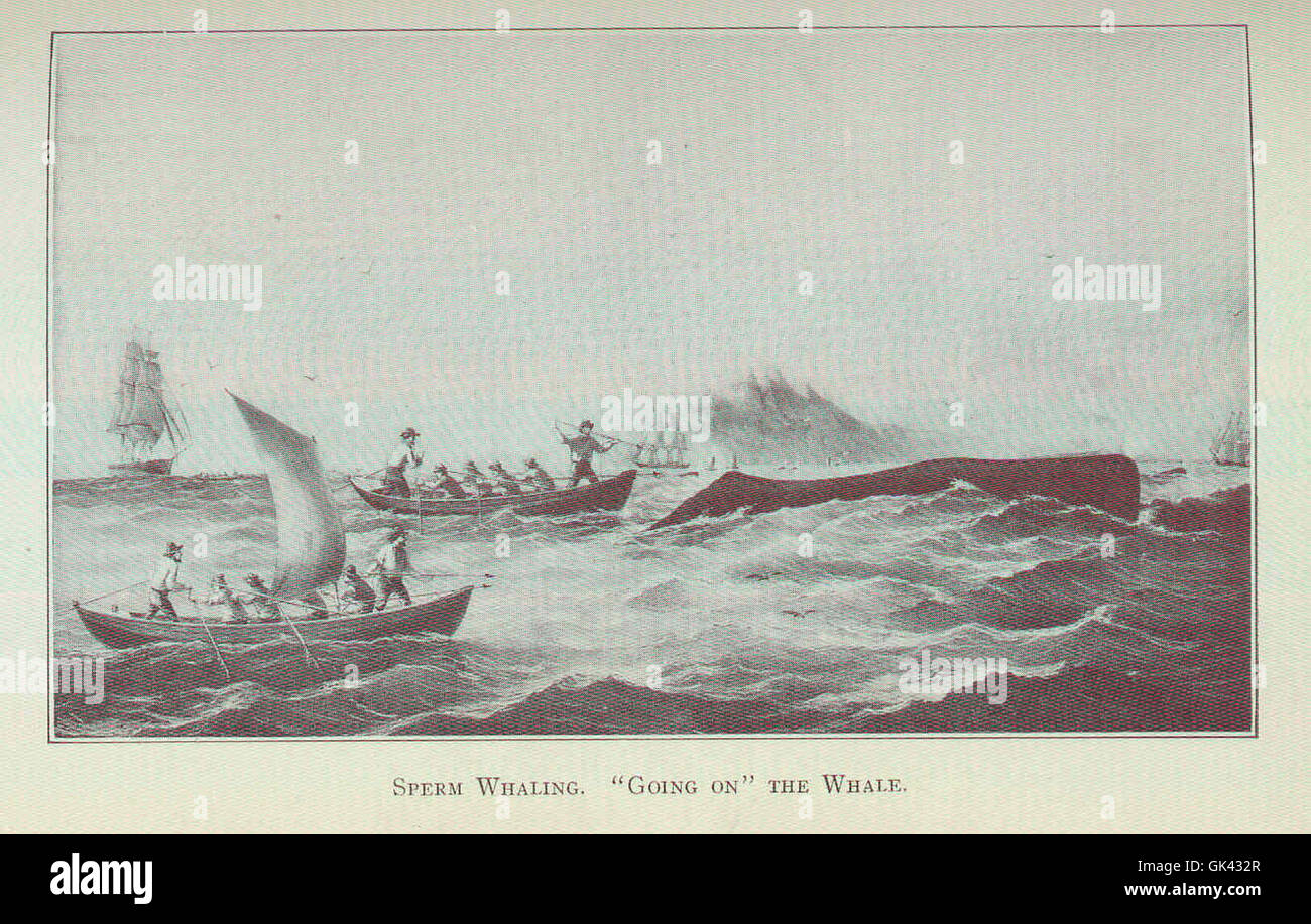 Sperm whaling depicted in action, showing whalers aboard a ship ...