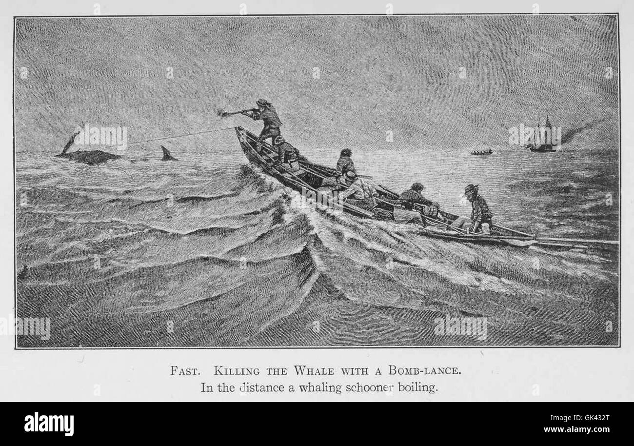 This image shows a whale being killed with a bomb-lance, a whaling ...