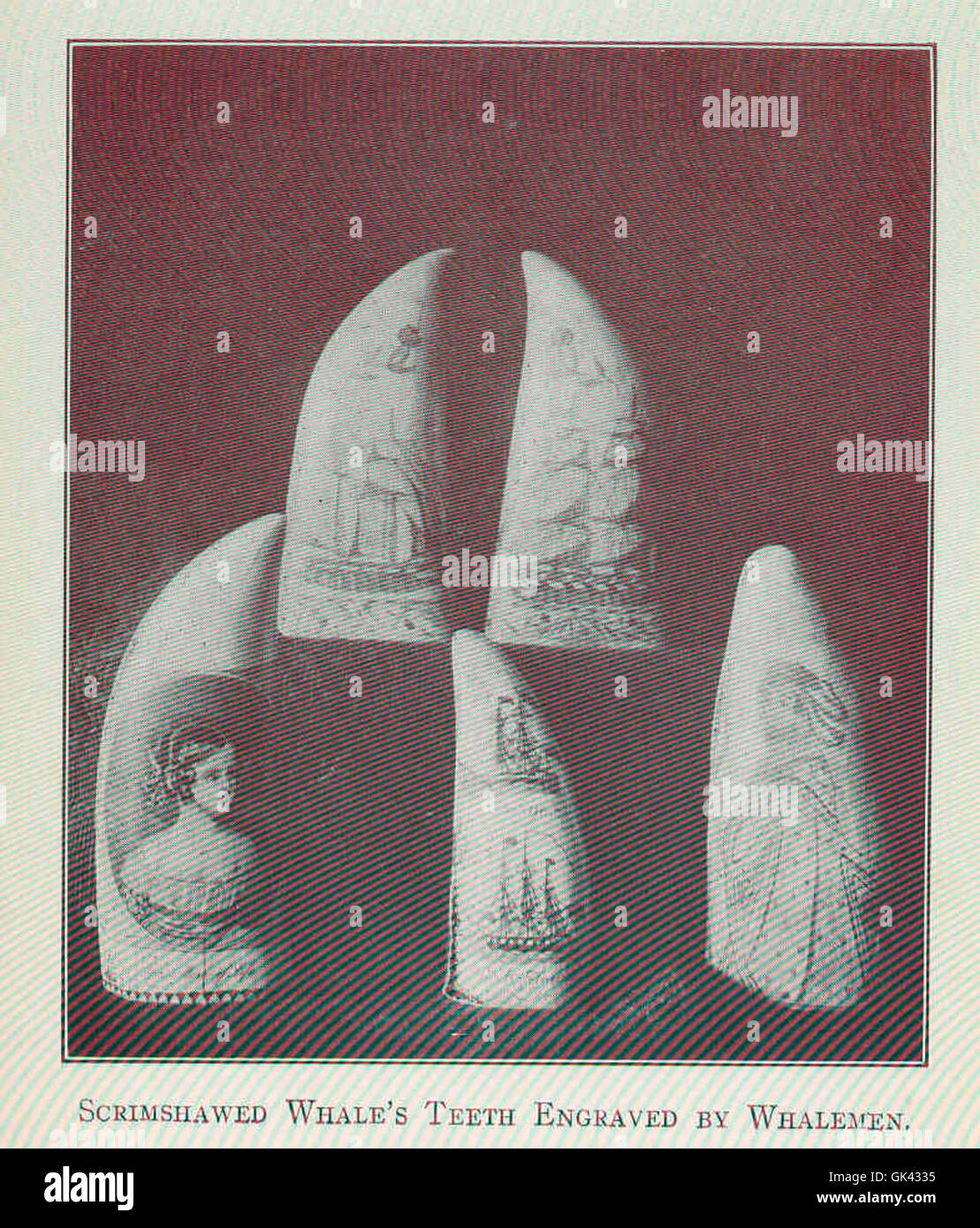 The image shows a set of scrimshawed whale's teeth, intricately ...