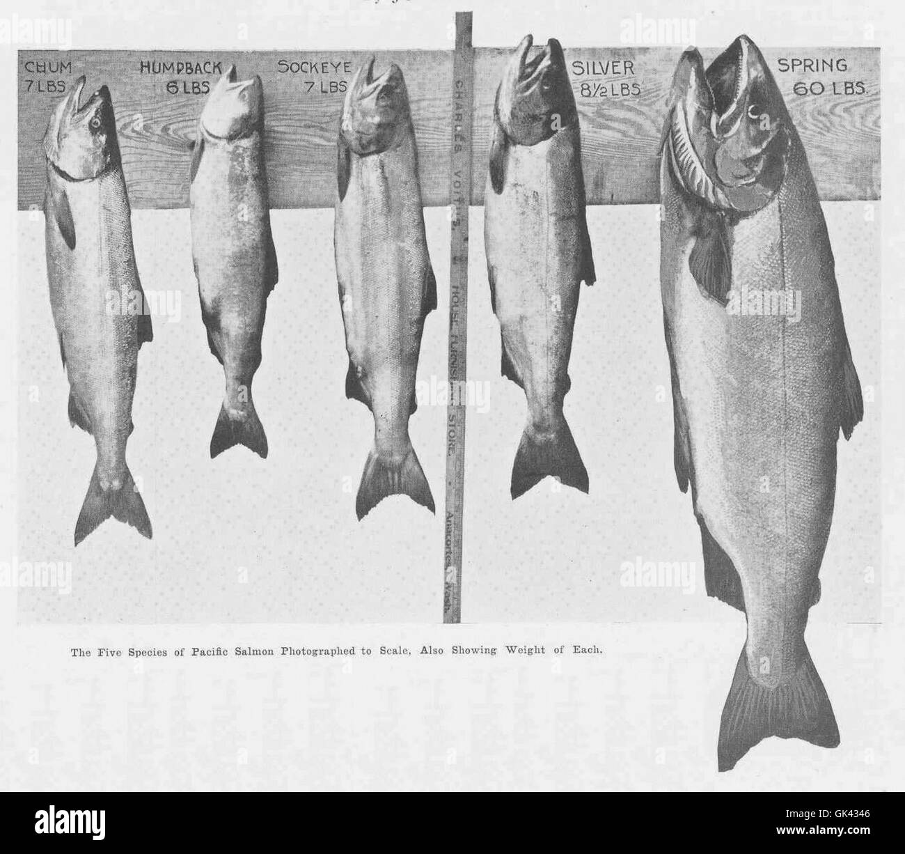 This photograph showcases five species of Pacific salmon, displayed to ...