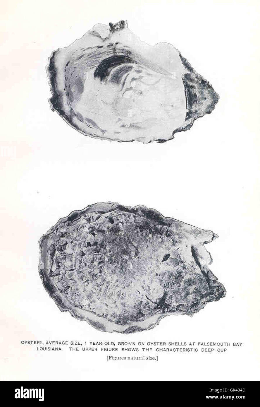 Oysters, approximately 1 year old, are shown at their average size ...