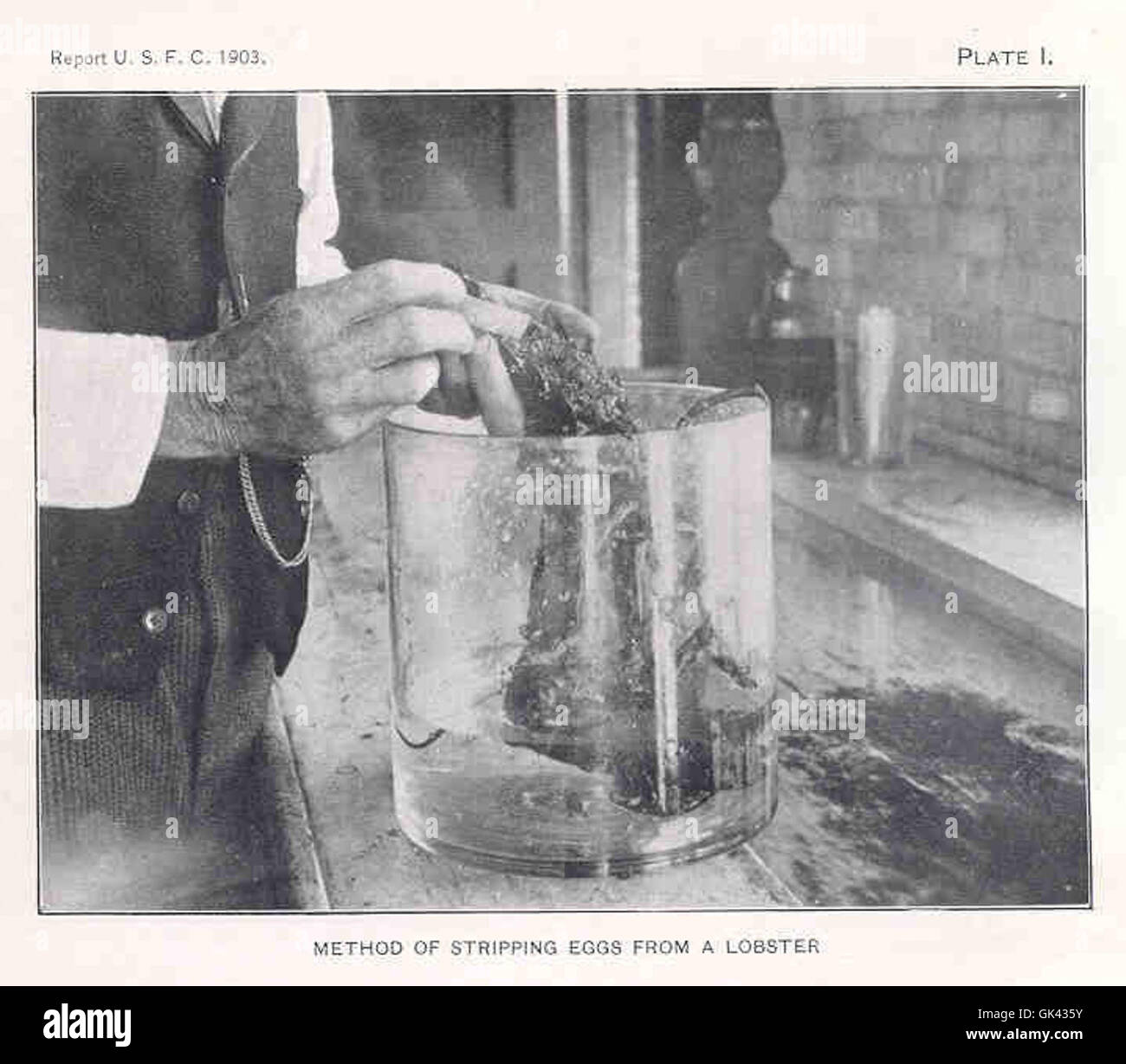 A method for stripping eggs from a lobster, commonly used in ...