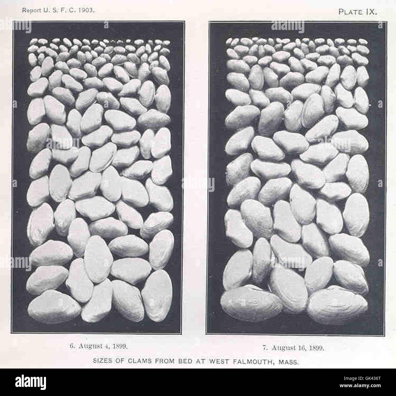 The image depicts various sizes of clams harvested from a clam bed at ...