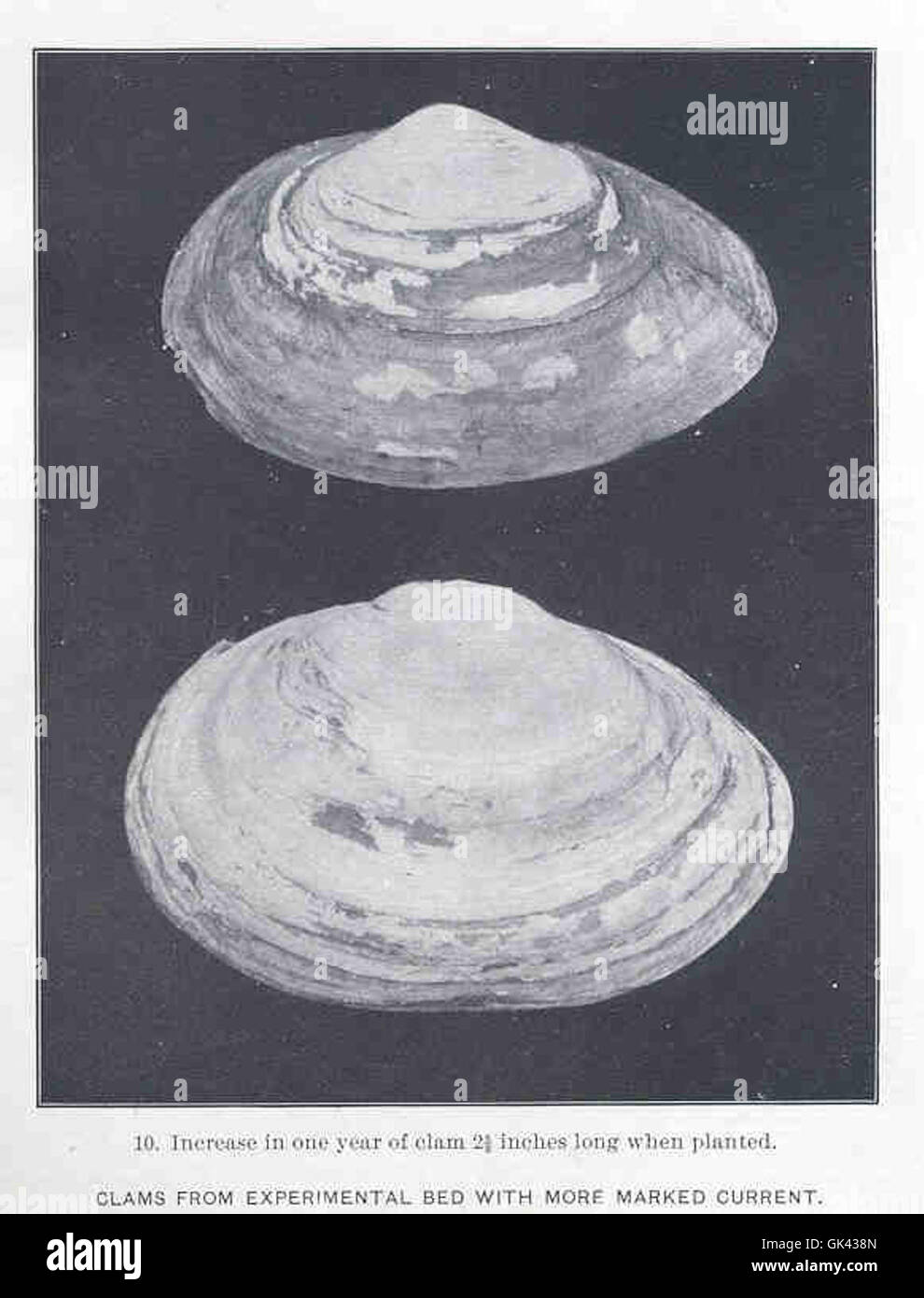 Clams collected from an experimental bed with marked current show the ...