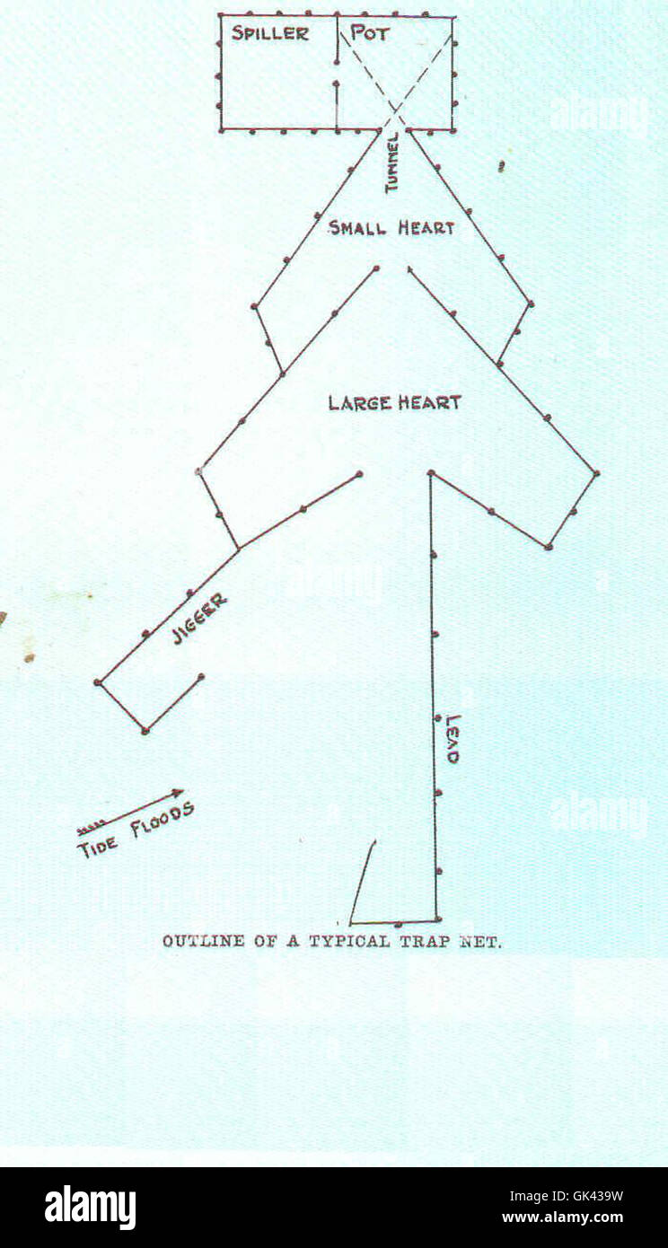 An outline of a typical trap net, a fishing tool used to capture fish ...