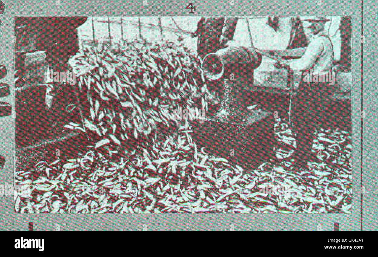 44843 Brailing Herring from a Purse Seine - With the Purse Seine ...