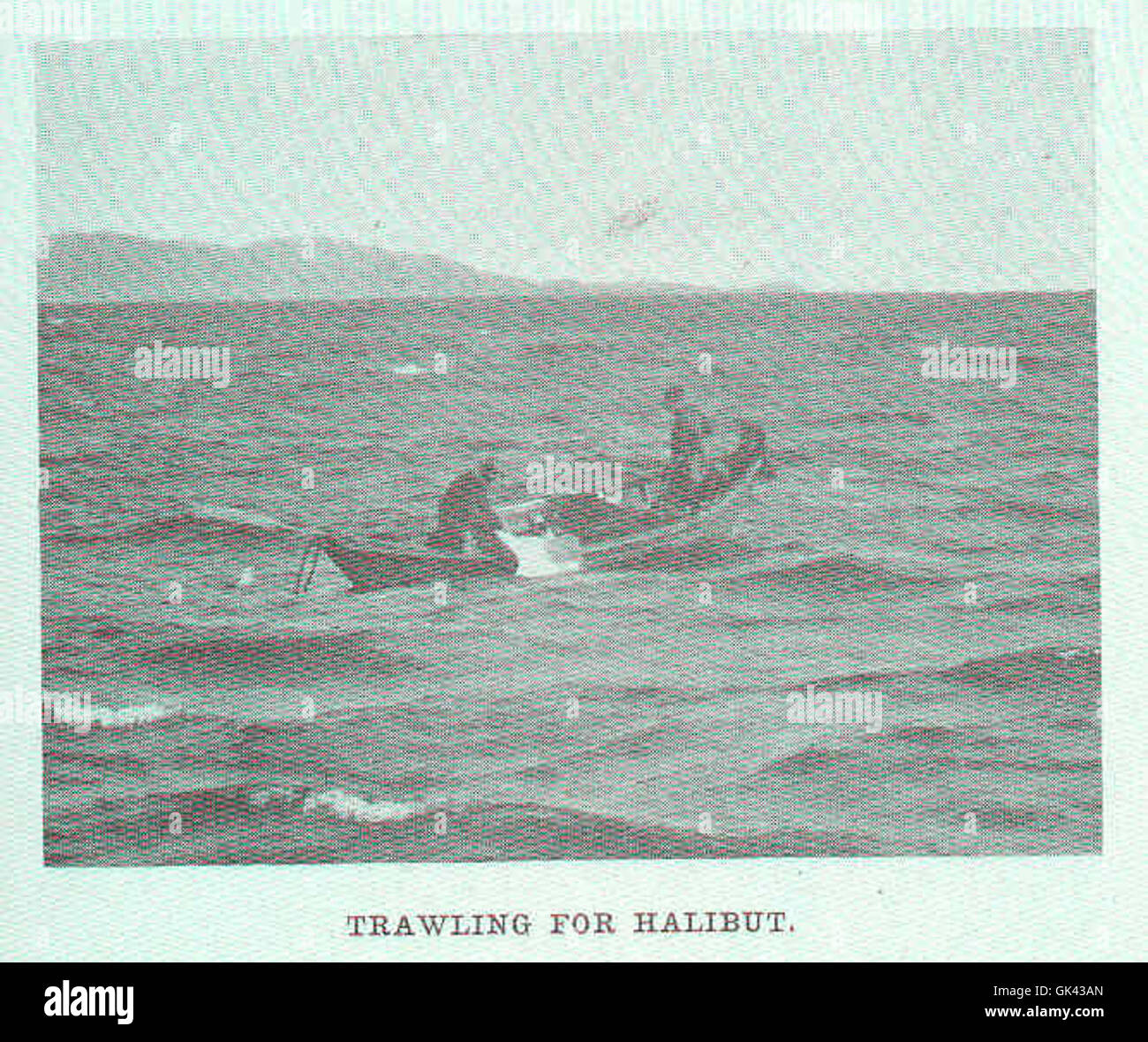 Trawling for halibut is a fishing technique that involves dragging a ...