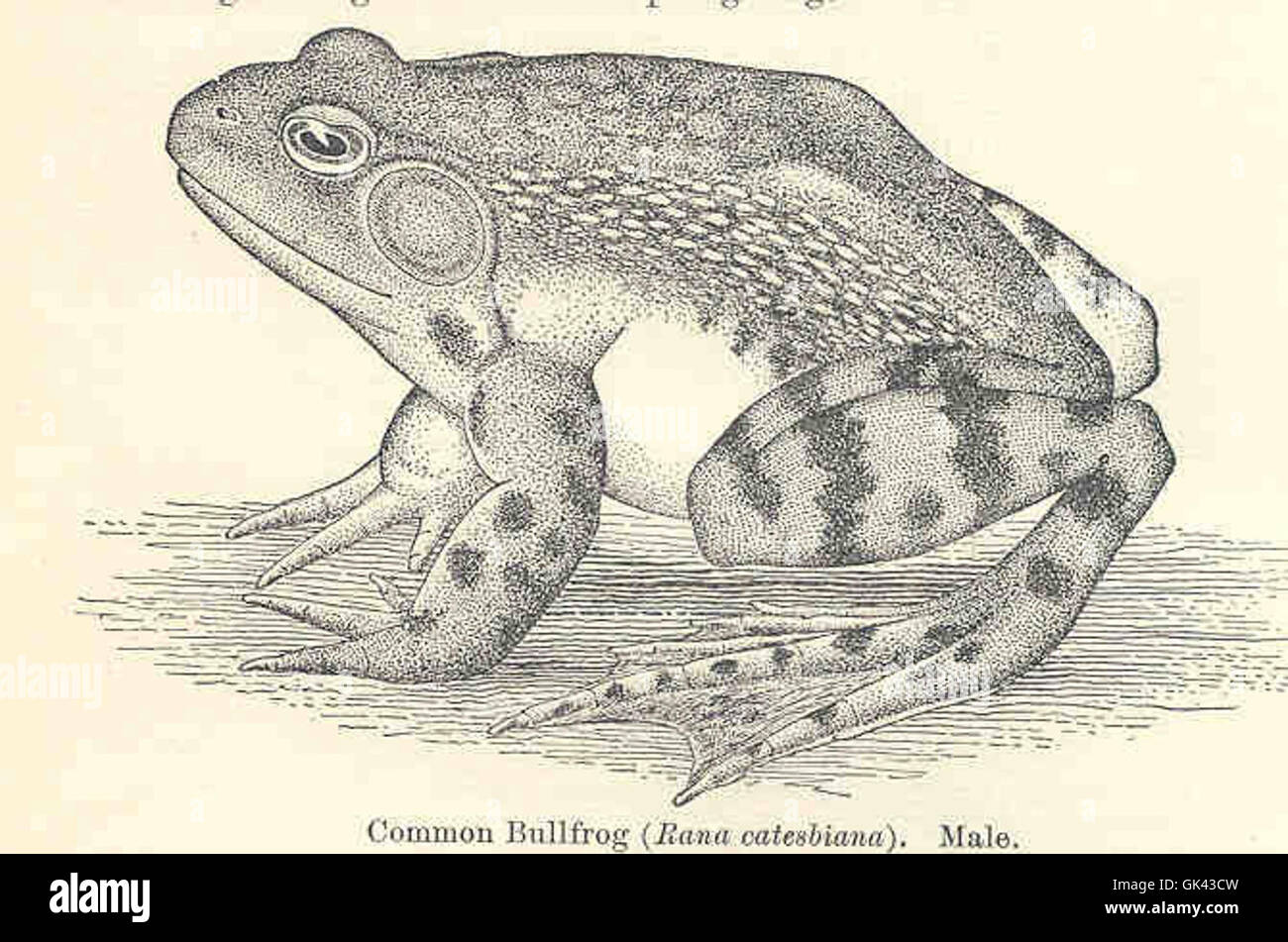 The Common Bullfrog (Rana catesbeiana) is a large amphibian native to ...