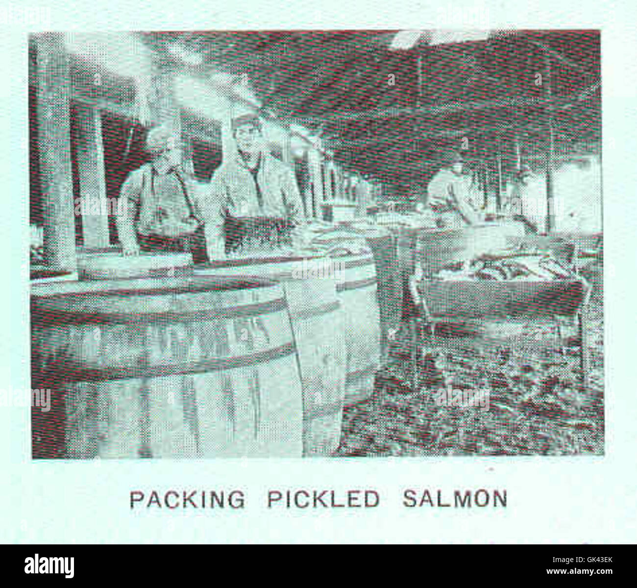 The image depicts the packing process of pickled salmon, an important ...