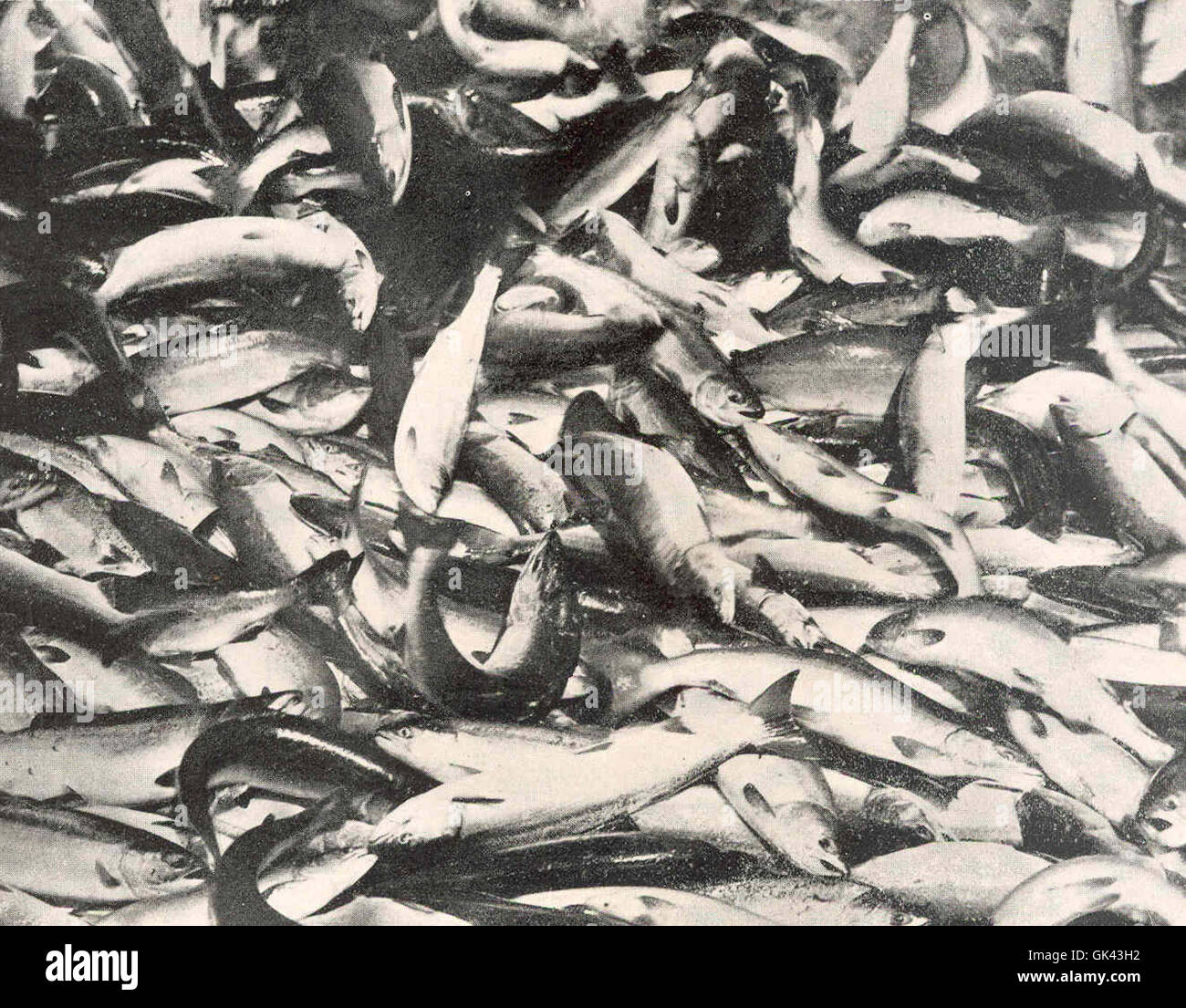 The process of brailing a Wakefield salmon trap is shown here, a method ...