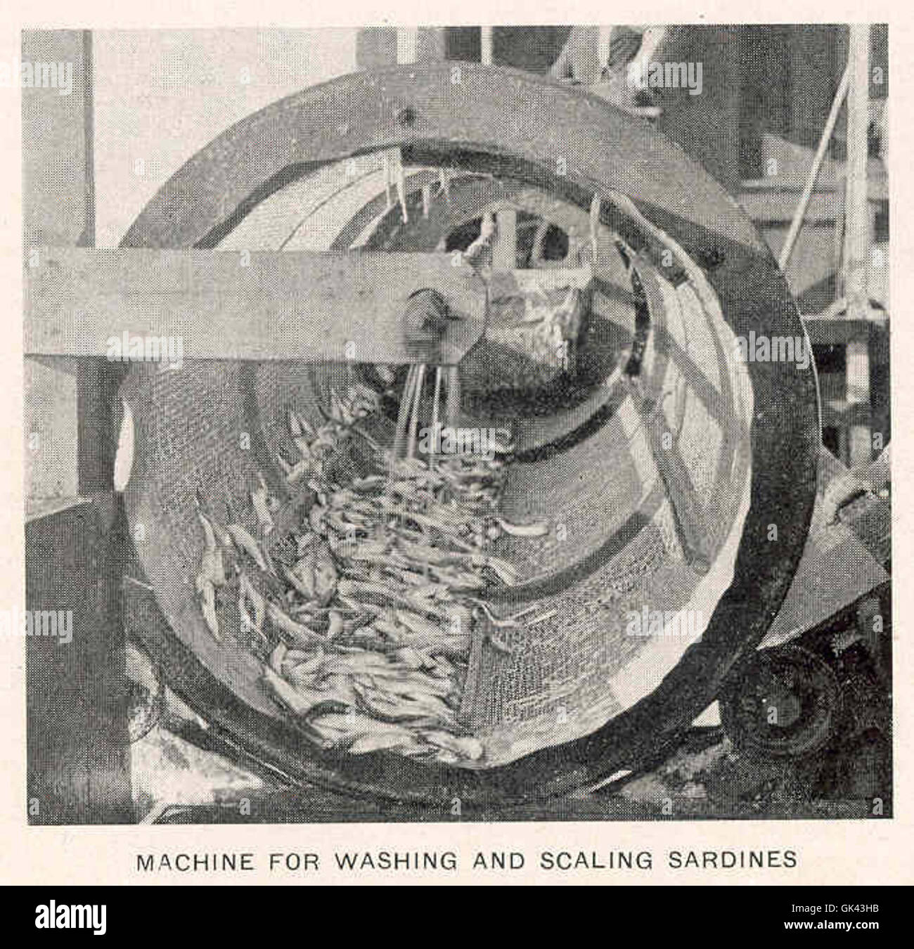 This machine is designed for washing and scaling sardines, a process ...