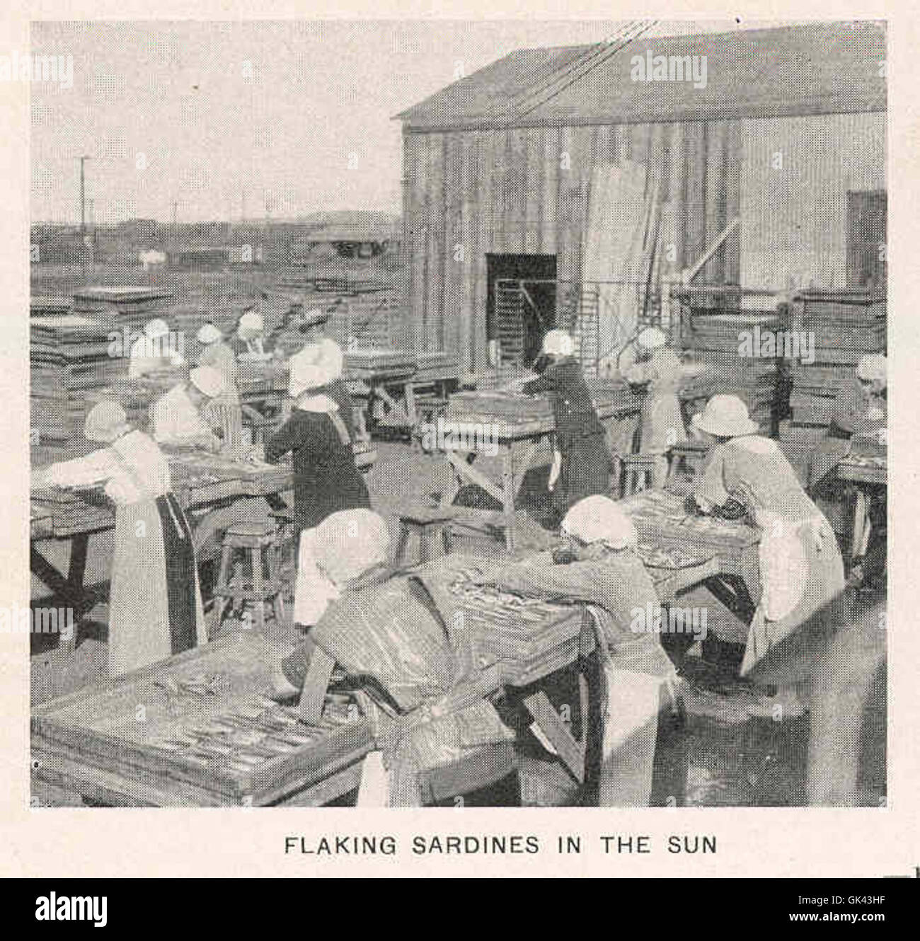 Sardines are shown drying in the sun, a common method of preservation ...