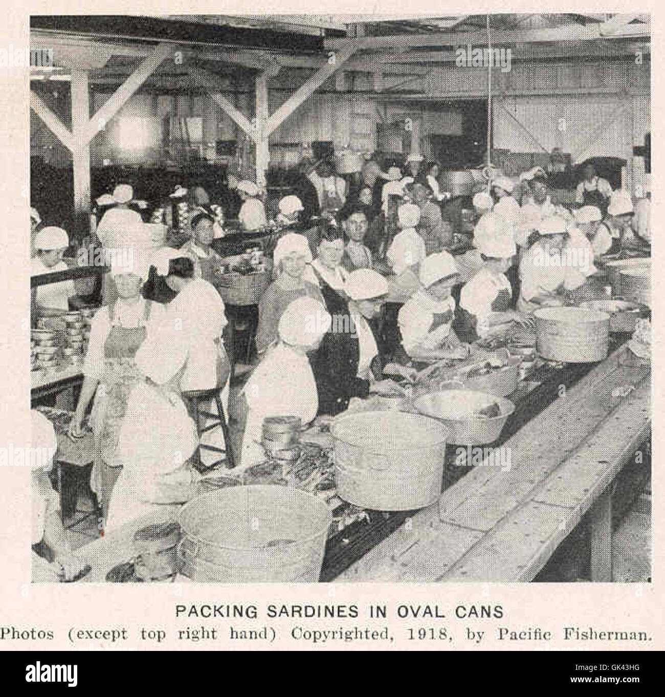 The process of packing sardines into oval cans is shown, an important ...