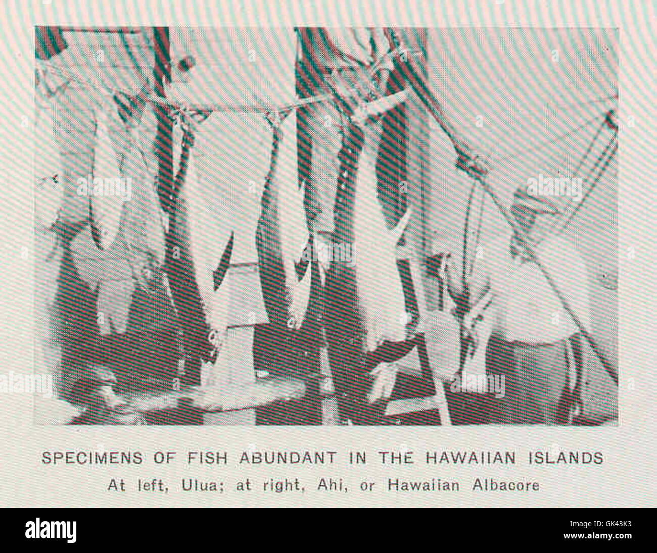 The image shows specimens of fish abundant in the Hawaiian Islands. On ...