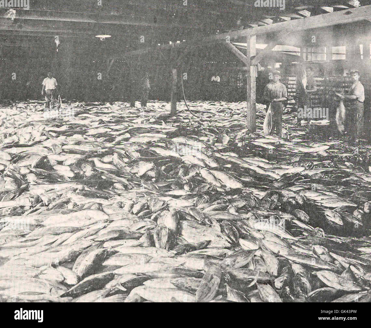 A day's catch of tuna and similar fish at the International Packing ...