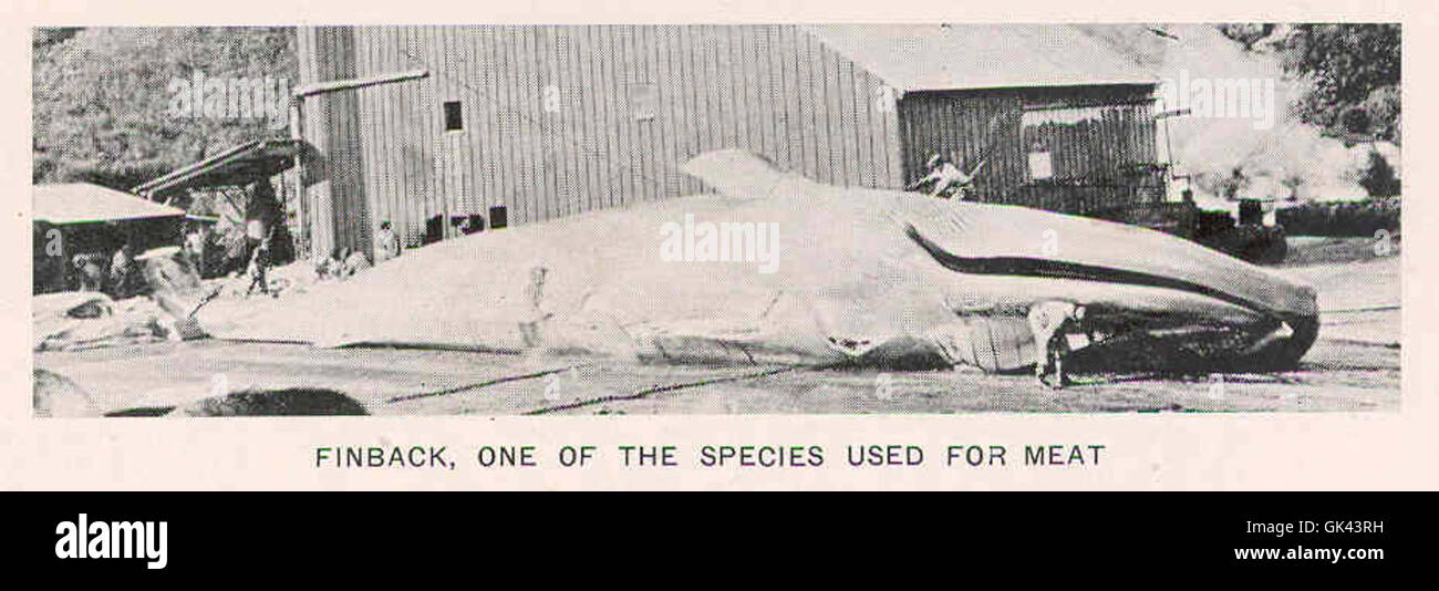 The finback whale, a species known for its large size and baleen, has ...