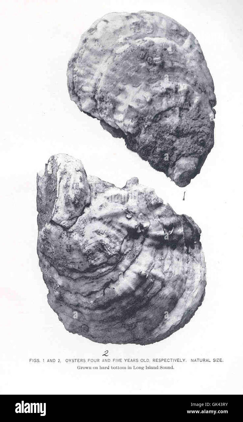 This image shows oysters at four and five years old. Oysters are ...