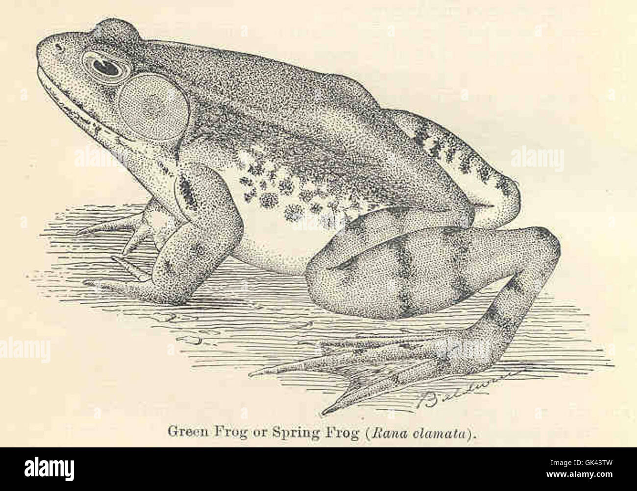 The Green Frog (Lithobates clamitans), also known as the Spring Frog ...