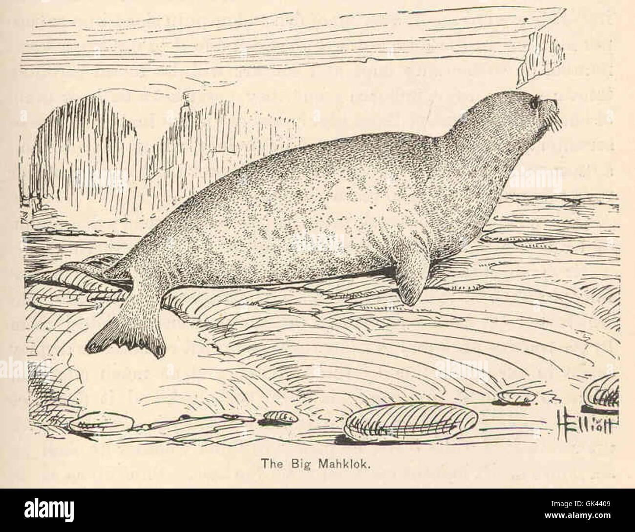 Big Mahklok refers to a large specimen of a native or regional species ...