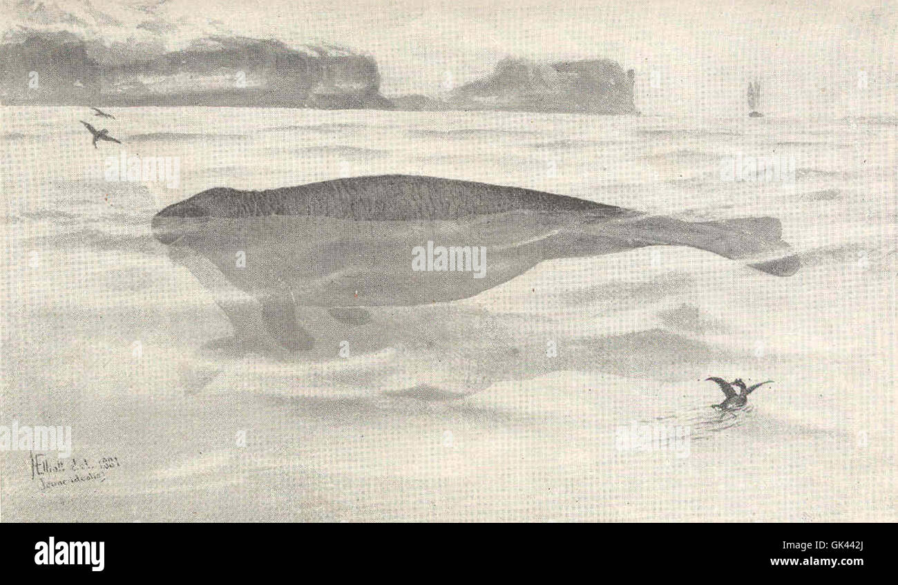 Sea cow extinct hi-res stock photography and images - Alamy