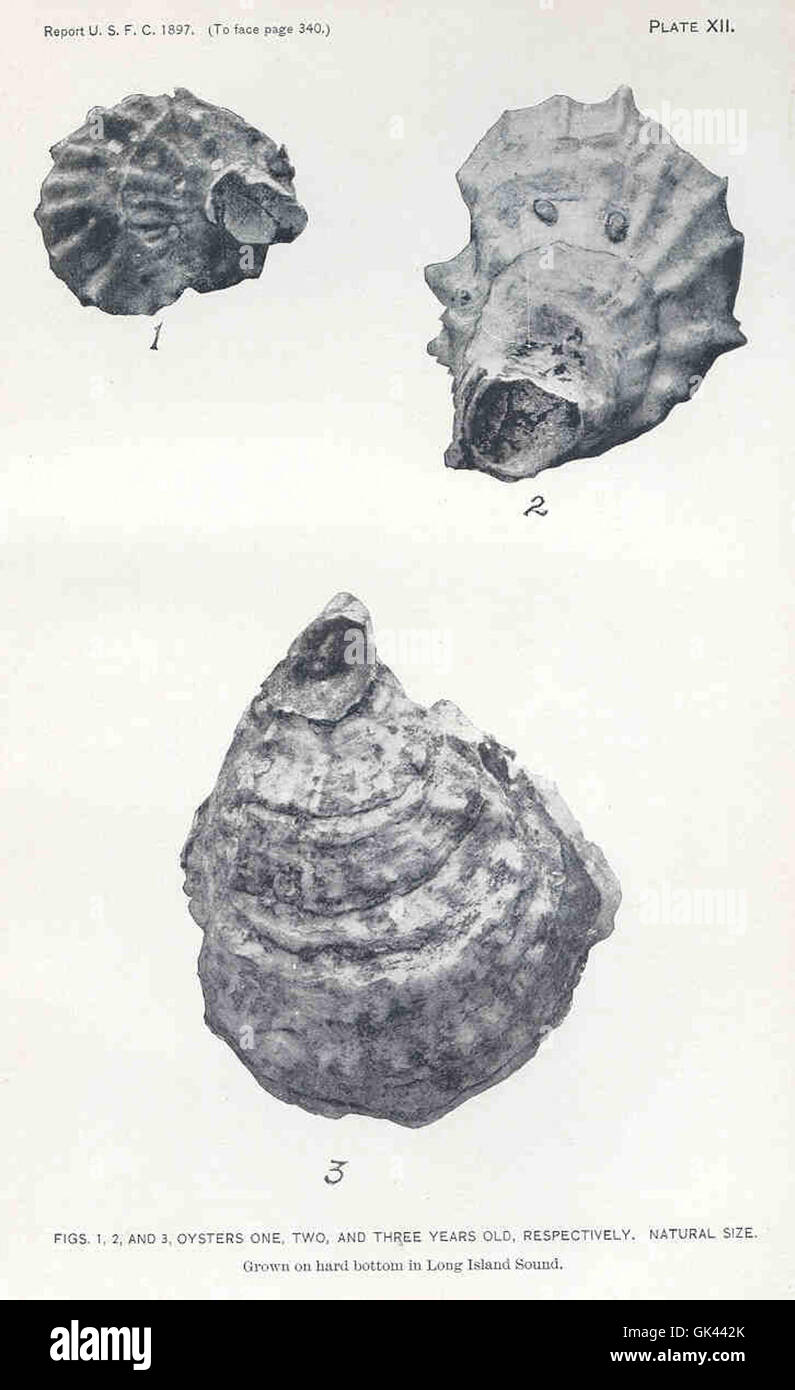 This image shows oysters at one, two, and three years old, highlighting ...