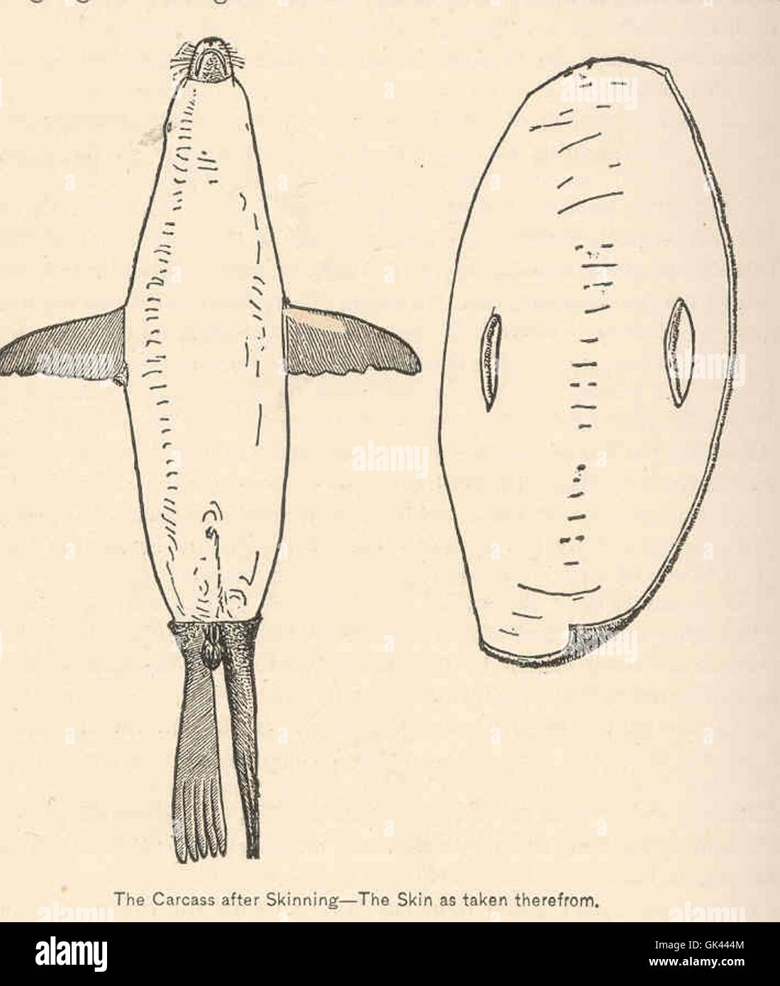 Seal skin map hi-res stock photography and images - Alamy