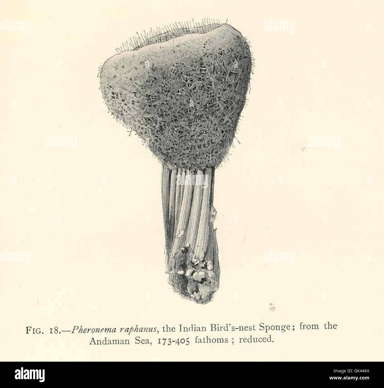 The indian birds hi-res stock photography and images - Alamy