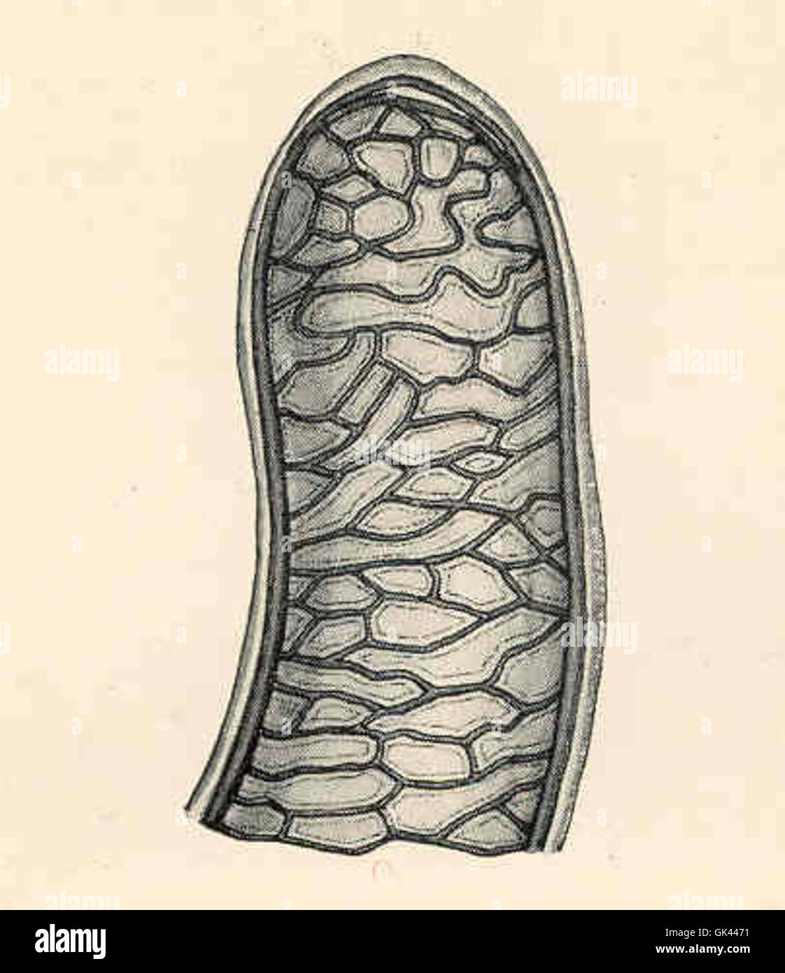 An embryo of a ray, showing the early stages of development and its ...