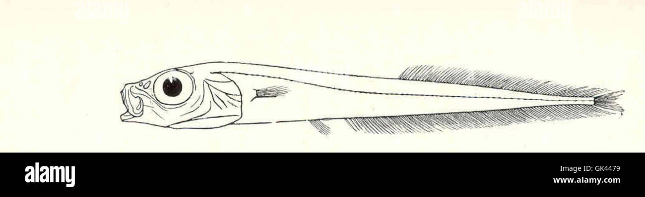 Marine phosphorescence hi-res stock photography and images - Alamy