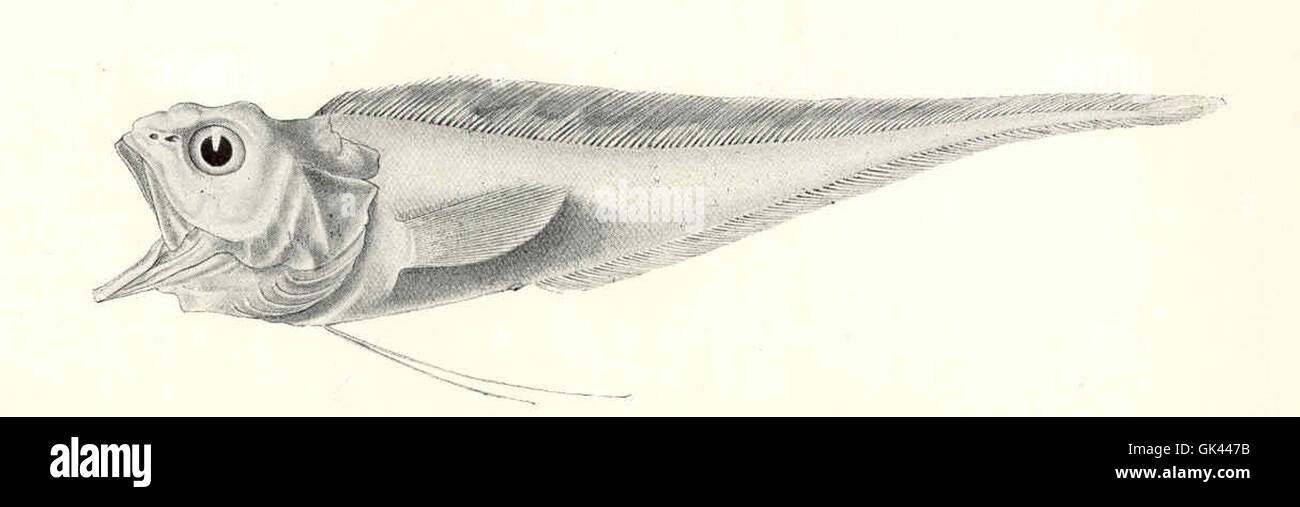 Some phosphorescent fishes hi-res stock photography and images - Alamy