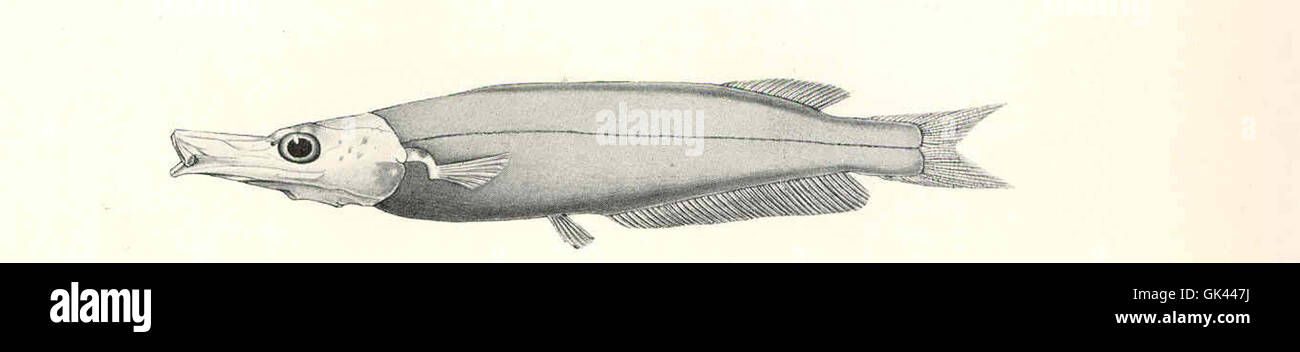 Deep-sea fish species equipped with bioluminescent head-lights are ...